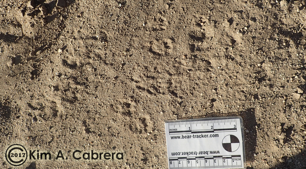 White-tailed Antelope Squirrel Tracks and Signs