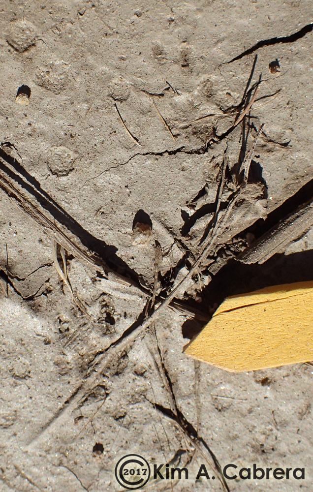 White-tailed Antelope Squirrel Tracks and Signs